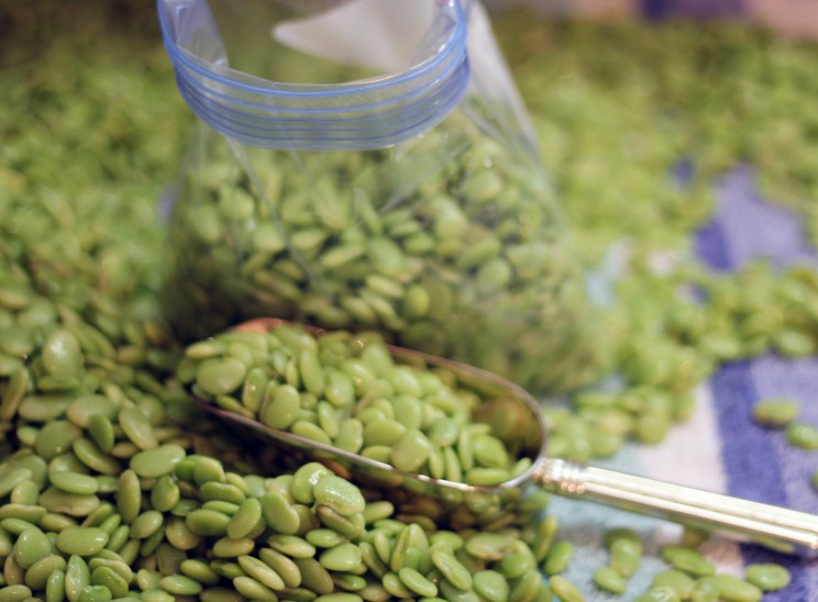 Freezing Fresh Butter Beans | PegHardee.com Insight into Southern ...